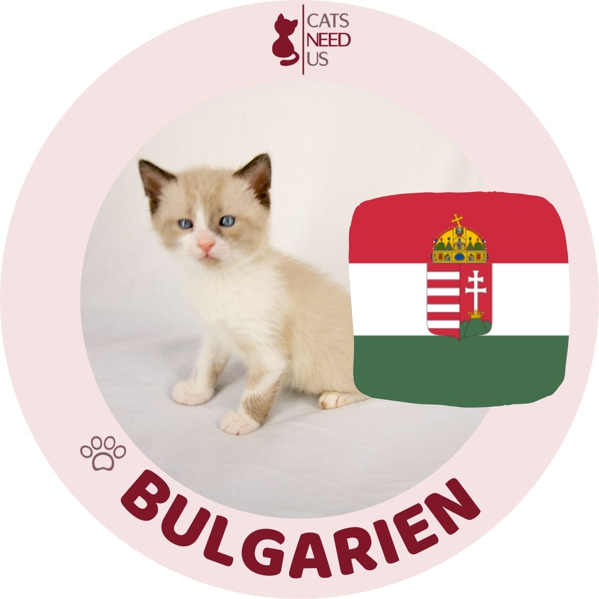 Bulgarien - Cats Need Us - Katzen in Bulgaria - Tierschutz
